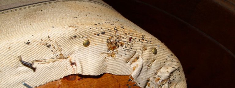 Bed Bug Inspections - Lady Killers Pest Control